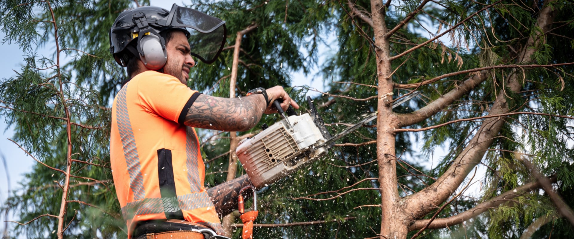 What is an arboriculturist?