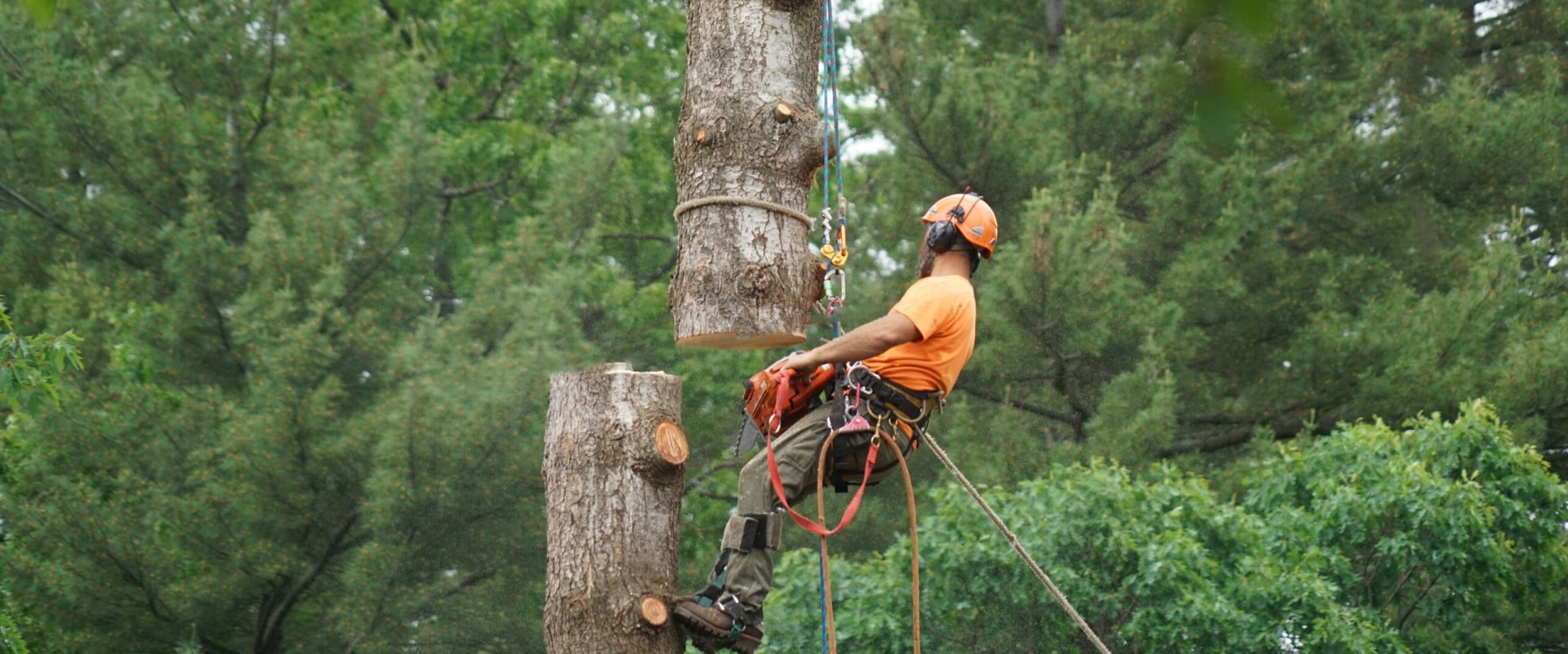 The Vital Role Of Arborist Services In Oklahoma's Arboriculture Landscape