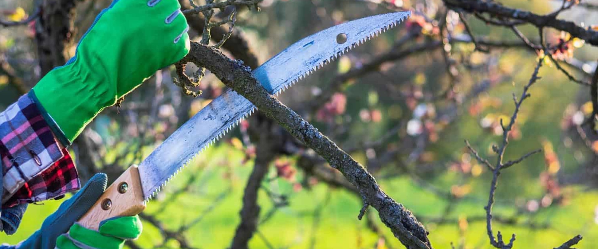 The Art And Science Of Arboriculture: A Guide To Top Tree Trimming ...
