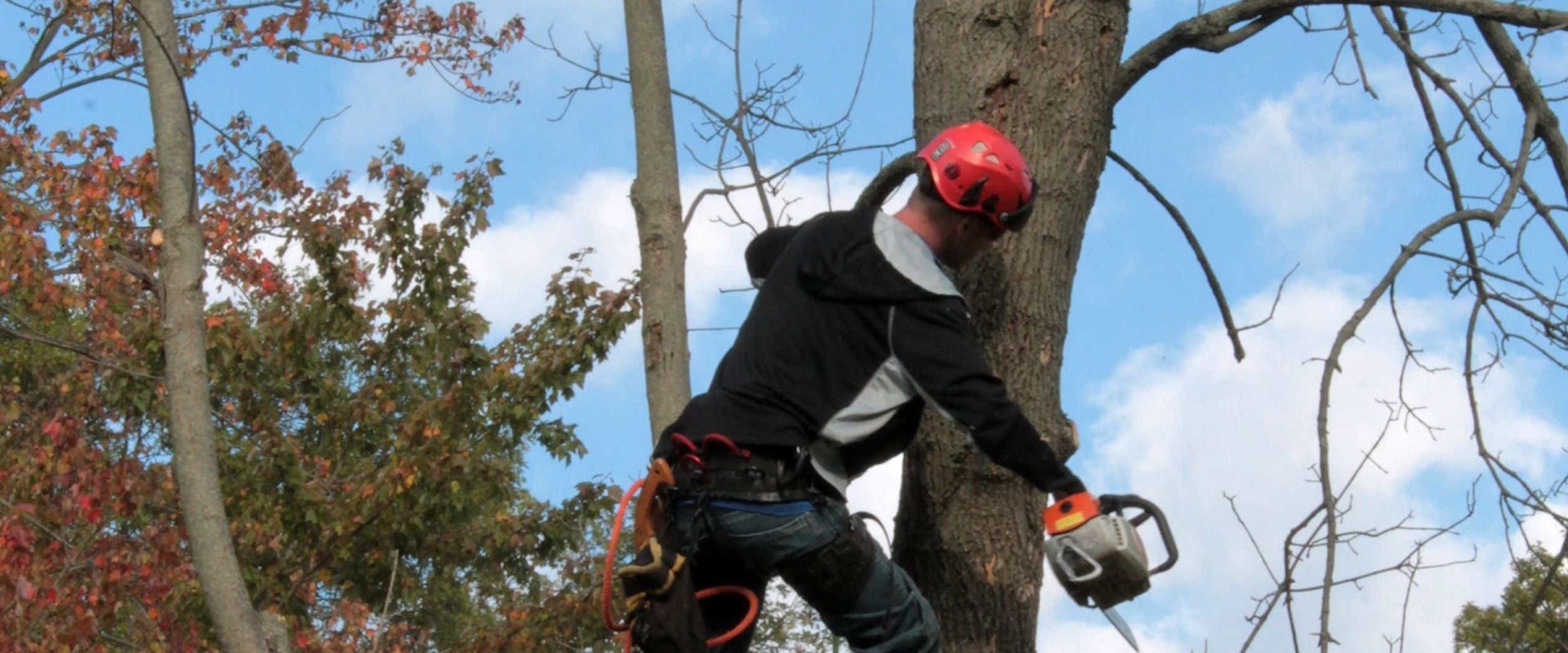 What is the job description of an arborist?