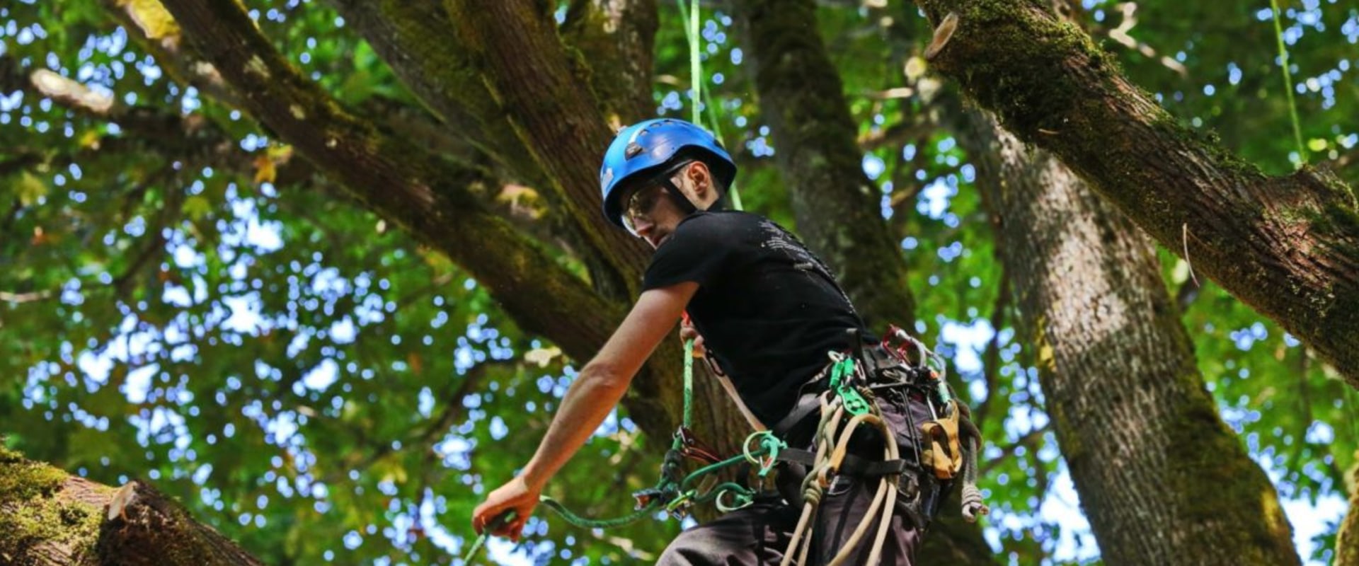 What is top pay for a tree climber?