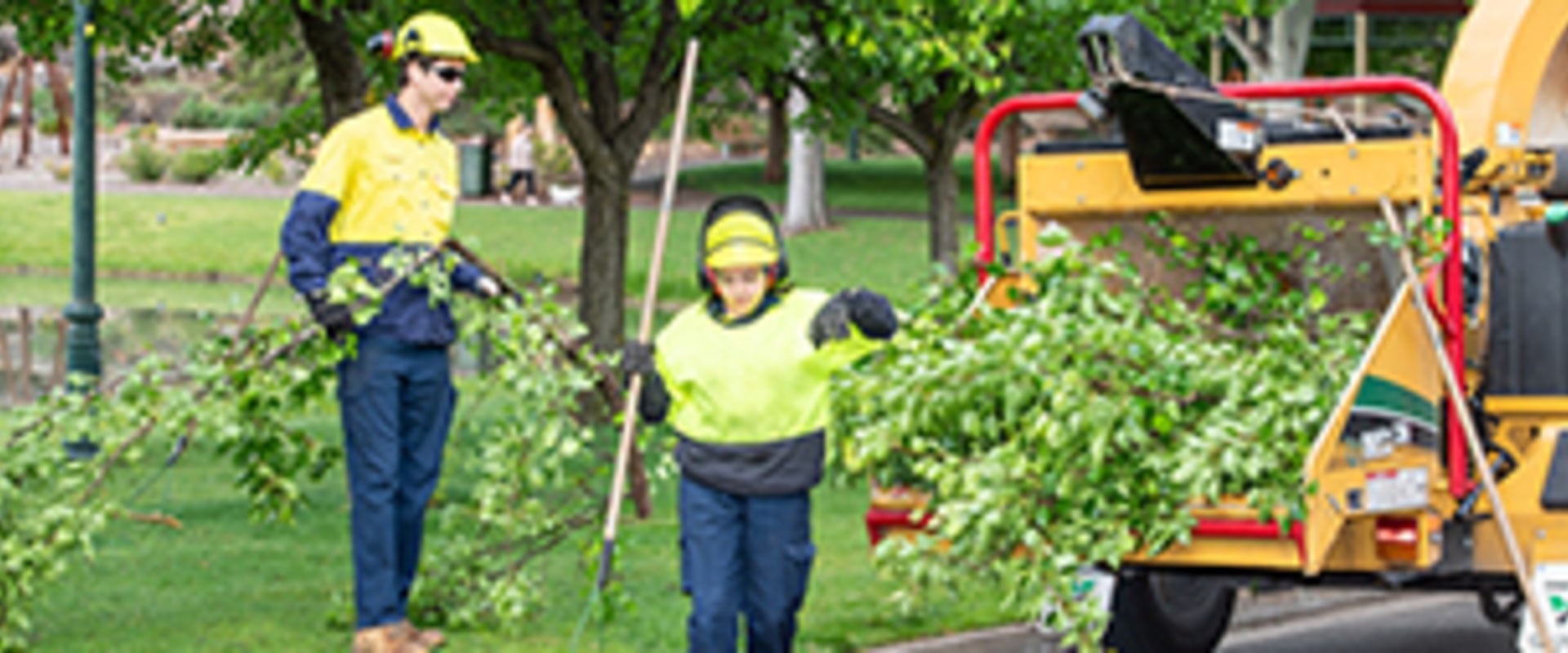 Branching Out: Exploring Arboriculture's Contribution To Tree Care In ...
