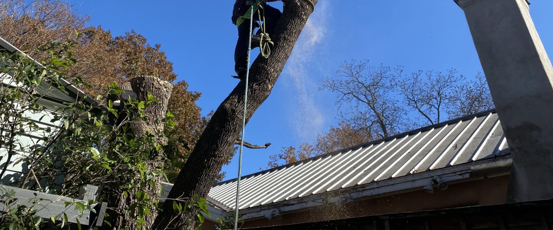 Professional Tree Care In Round Rock, TX, With Advanced Arboriculture ...