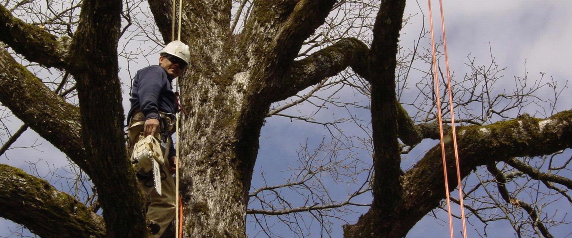 What is arboriculture?
