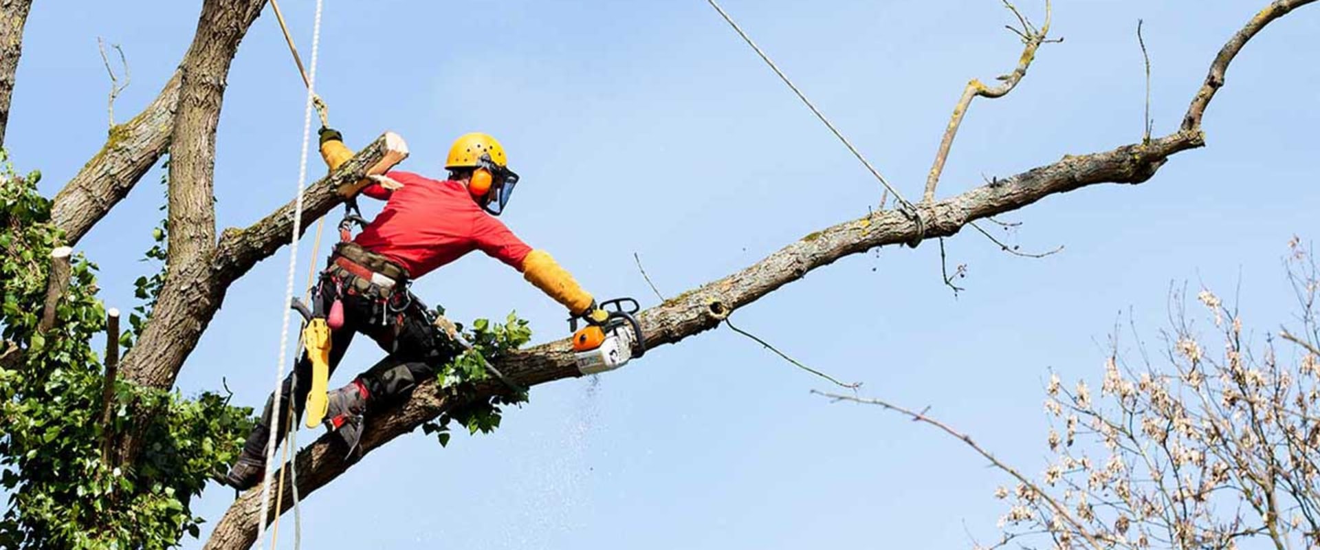How much does a tree climber earn?