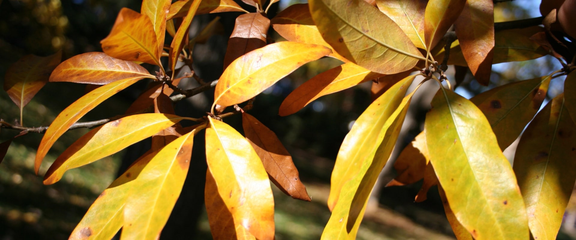 Arboriculture In Omaha: What It Is And What You Need To Know